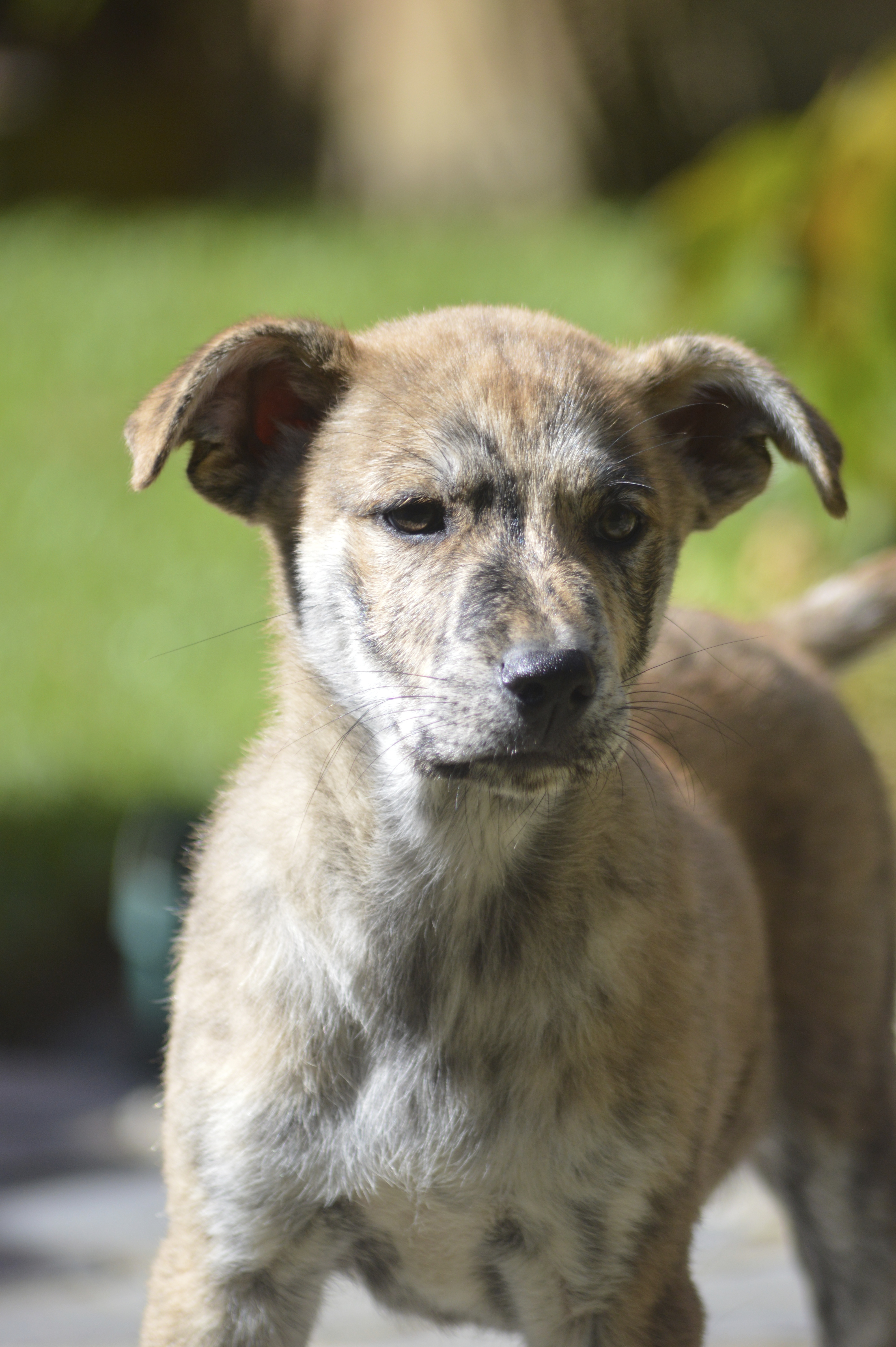 Tigger face puppy2 | Unidos Para Los Animales