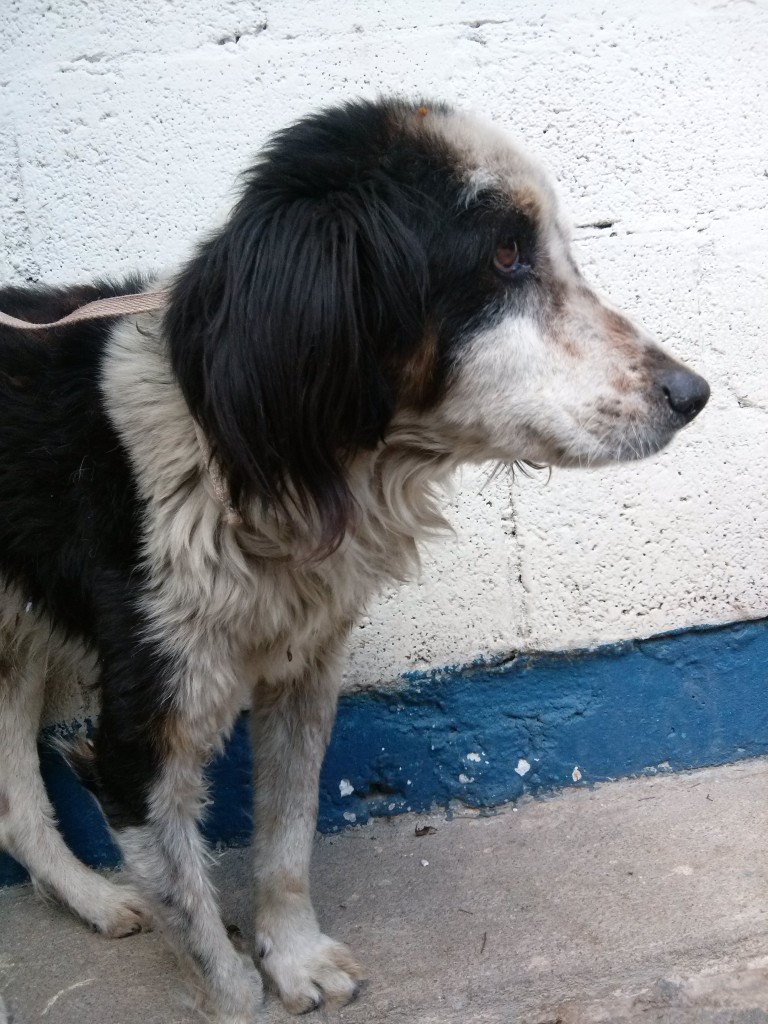 Oso Head View1 – Unidos Para los Animales