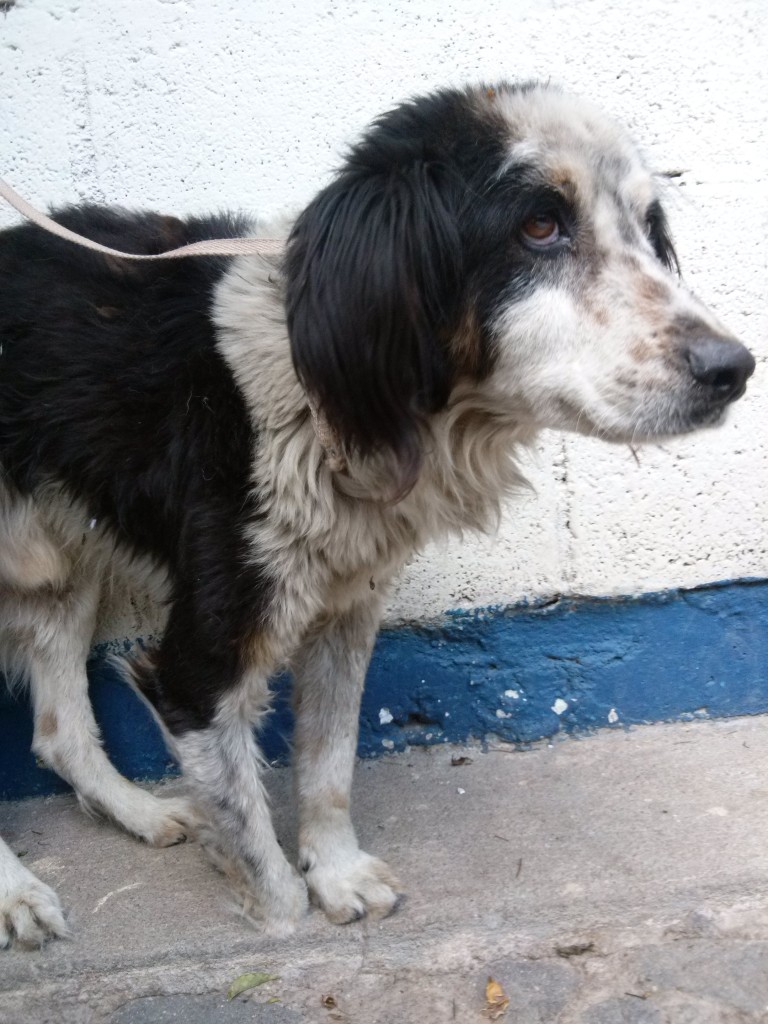 Oso head view – Unidos Para los Animales