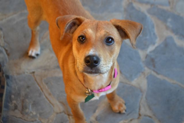 Polly – Unidos Para los Animales