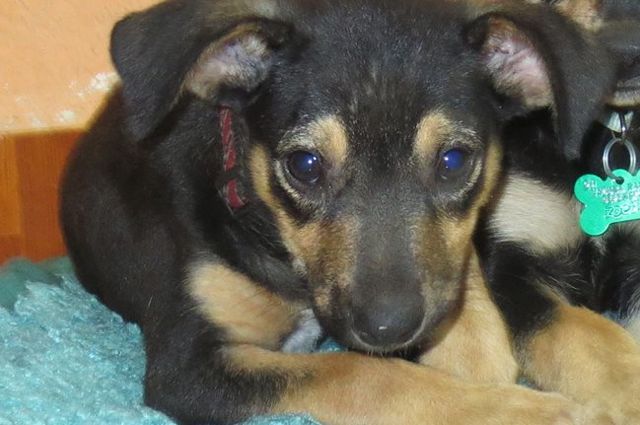 Tucker – Unidos Para los Animales