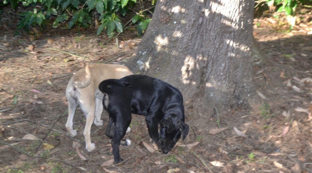 Take a “Sniffari” With Your Dog! – Unidos Para los Animales