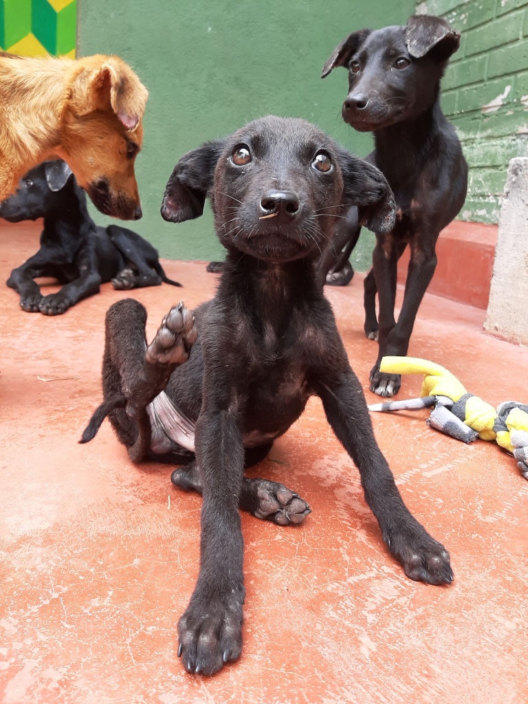feral puppies 3 – Unidos Para los Animales