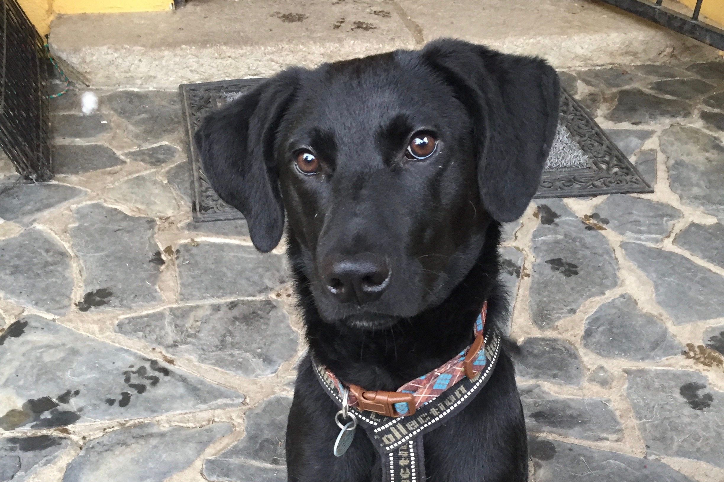 Pongo – Unidos Para los Animales